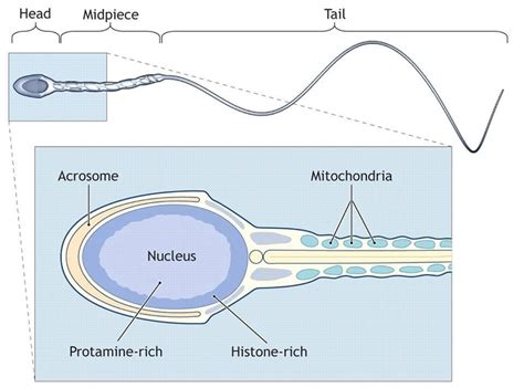 Représentation De La Répartition Protamines Histones Dans Le Noyau