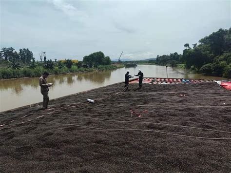 Begini Cara Mengolah Cangkang Sawit Jadi POC Elaeis Co