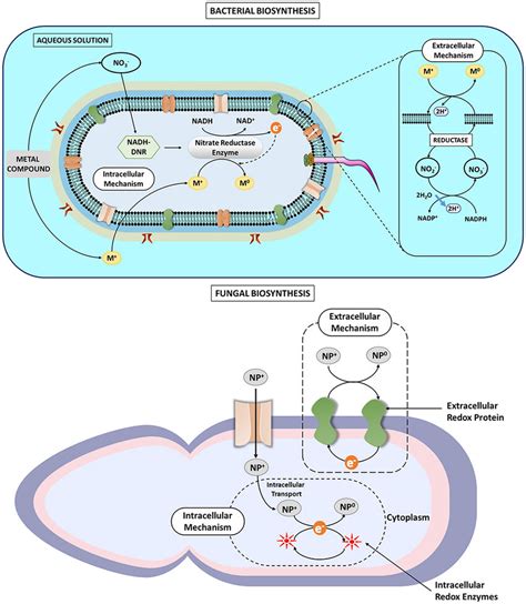 Comparative Schematic Showing The Bacterial And Fungal Mediated Download Scientific Diagram