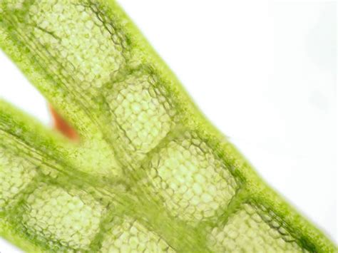 Plasmodesma Banco De Fotos E Imágenes De Stock Istock