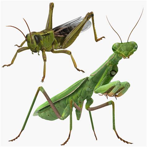 3d Grasshopper Mantis Rigged Turbosquid 1519987
