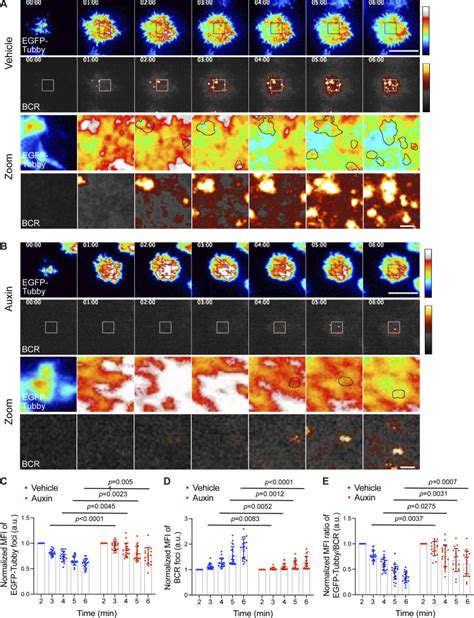 The Inositol 5 Phosphatase Inpp5b Regulates B Cell Receptor Clustering