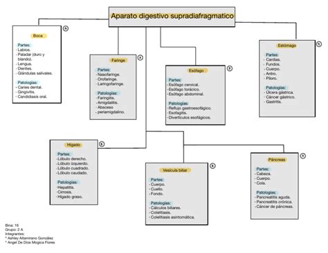 Mapa Conceptual Pdf Sistema Digestivo Humano Esófago