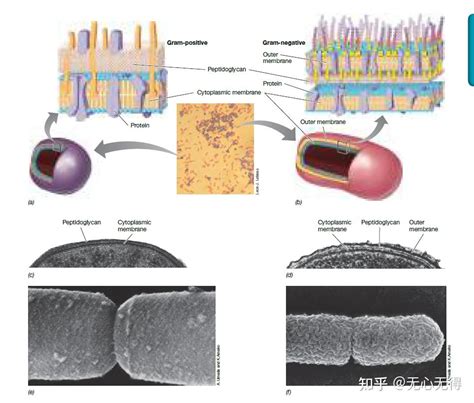 微生物的细胞结构与功能 知乎