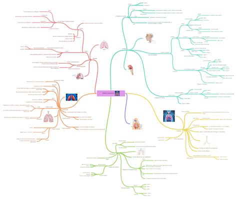 Sistema Respiratorio Image Coggle Diagram