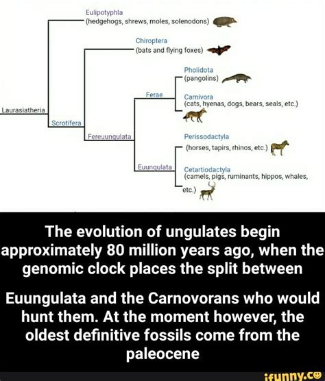 The Evolution Of Ungulates Begin Approximately 80 Million Years Ago When The Genomic Clock