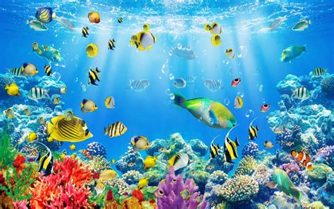 Wallpaper Ikan Laut 58 Koleksi Gambar