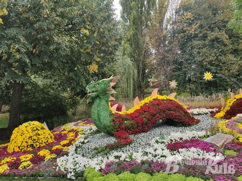 Квіткові зірки у Києві стартував фестиваль хризантем Вечірній Київ