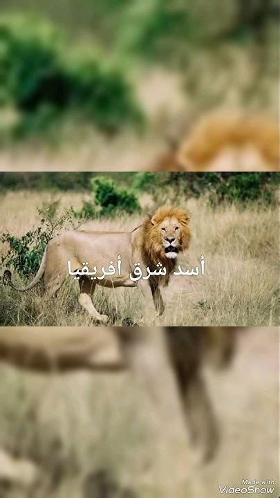 أنواع الأسود في العالم Youtube