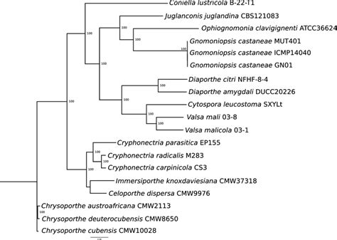 Maximum Likelihood Phylogenetic Tree Based On The 15041 Snps In The