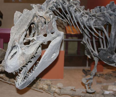 Allosaurus Fossil Wiki The Paleontology Wiki