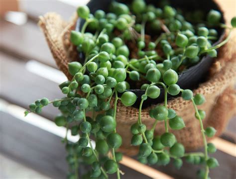 How To Propagate String Of Pearls