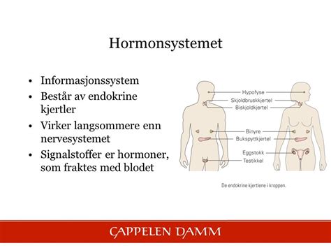 Hormoner Ppt Video Online Download