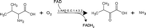 Reaction Scheme Of L Amino Acid Deaminase From Proteus Myxofaciens
