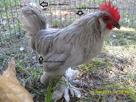 Saddle Feathers Backyard Chickens Learn How To Raise Chickens