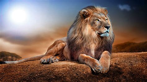 Hd Wallpaper Bird Art The Lion King Zazu Wallpaper Flare