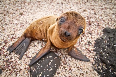 All Sea Lions Have Facts Sea Lions Are Covered In Fur When Their Fur