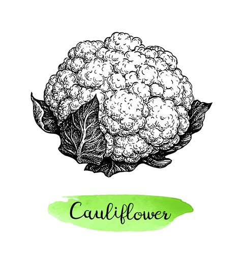 Cauliflower Ink Sketch Isolated On White Background Hand Drawn Vector