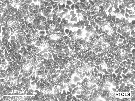 P19 Cells