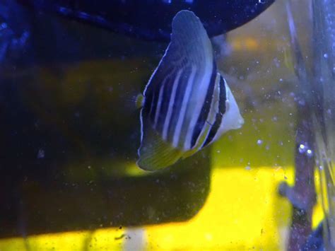 New Aquarium No Cm