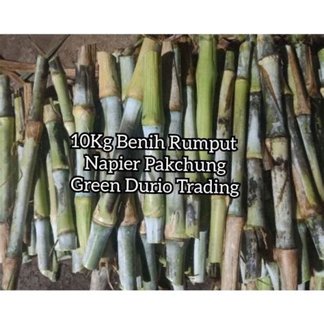 5kg Benih Rumput Napier Pakchung Shopee Malaysia