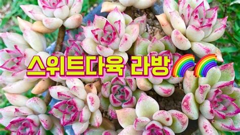 🌈🌈🌈스위트다육 라방 🌈🌈🌈 다육라이브 다육 Youtube