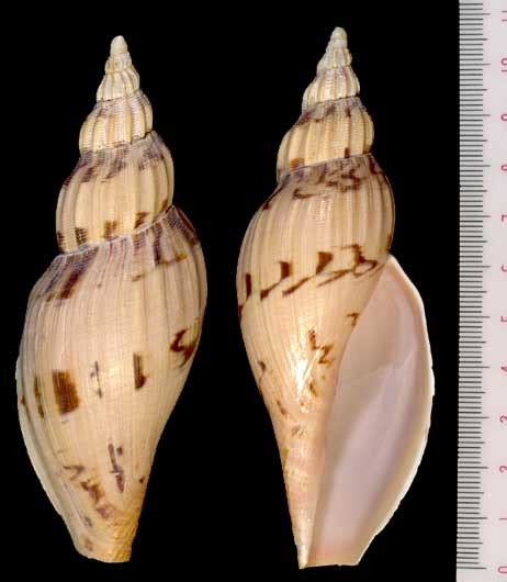 Microshells Fulgoraria mentiens ホソヒタチオビ