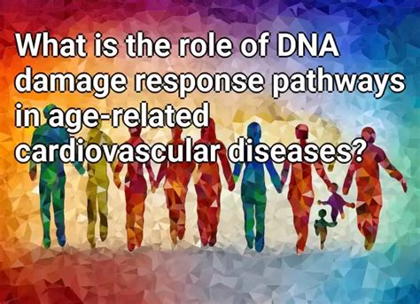 What Is The Role Of Dna Damage Response Pathways In Age Related