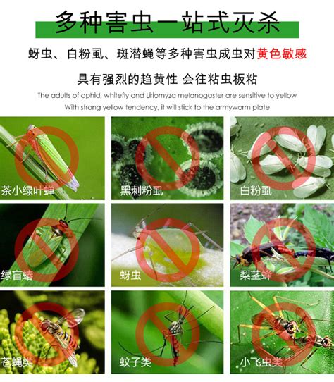 双面粘虫板外贸跨境黄色果蝇诱虫板菜地农业大棚强力捕虫黏沾虫板 阿里巴巴