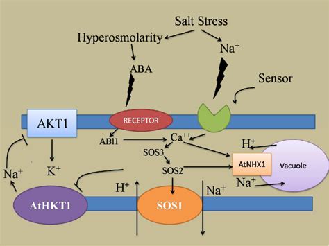 Regulation Of Ion Homeostasis Under Salt Stress Source Zhu 2003