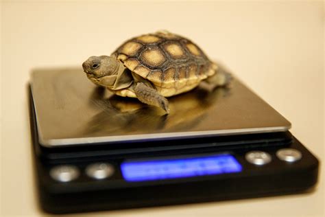 Desert Tortoise Hatchlings Recently Arrived At The Living Desert