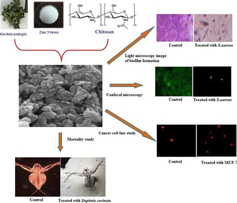 Schematic Representation Of Gc Zno Nanoparticle Coated Chitosan