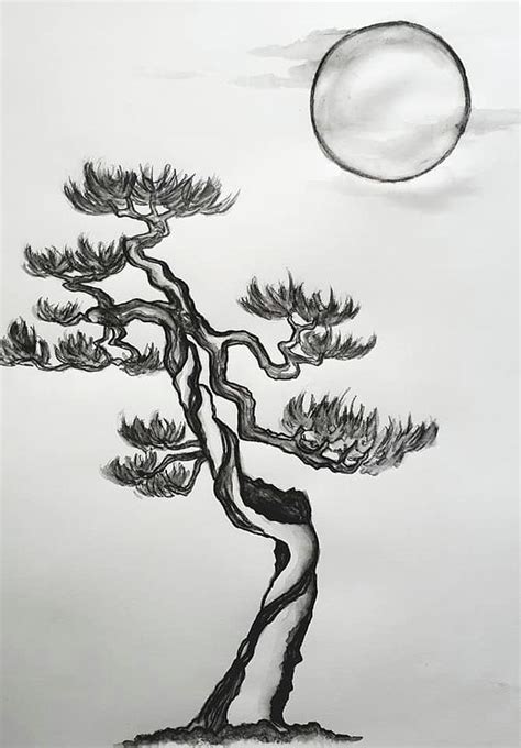 Bonsai Tree Drawing Photo Drawing Skill