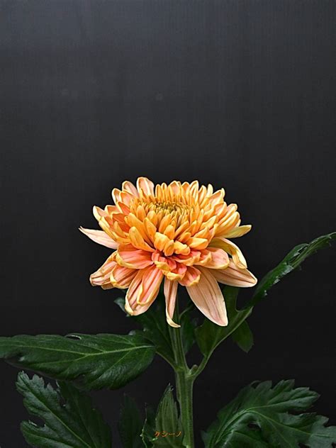 KOTA Photo ディスバッドマム オレンジ 九州大田花き
