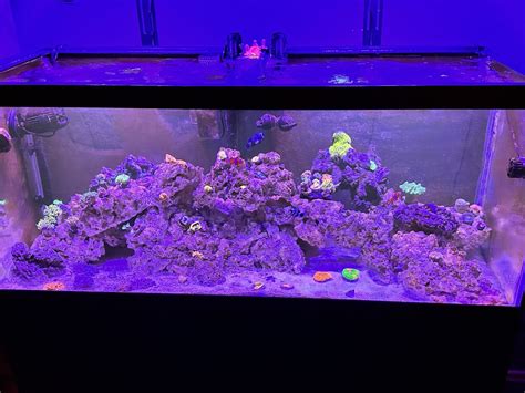 Best Lighting For Aqueon 75 Gallon Tank Reef2Reef
