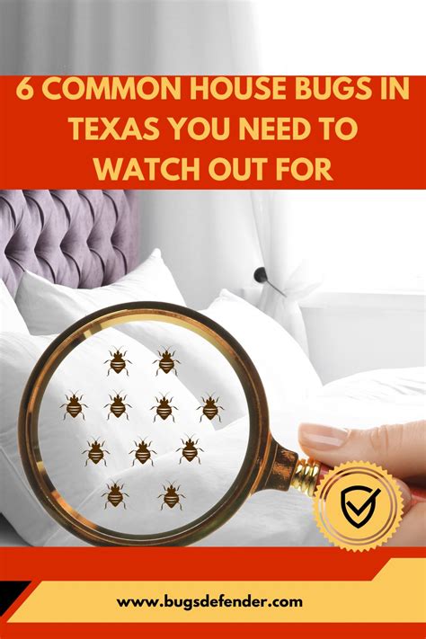 6 Common House Bugs In Texas You Need To Watch Out For