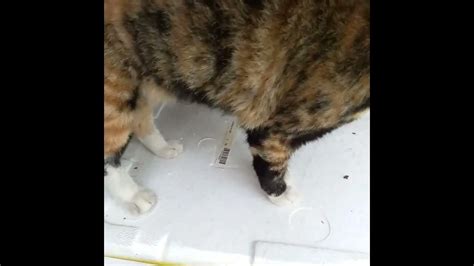 옥상에 올라가보니 코점이가 돌아와있음 Youtube