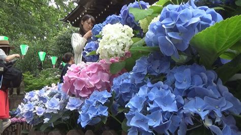 白山神社で紫陽花祭り Youtube