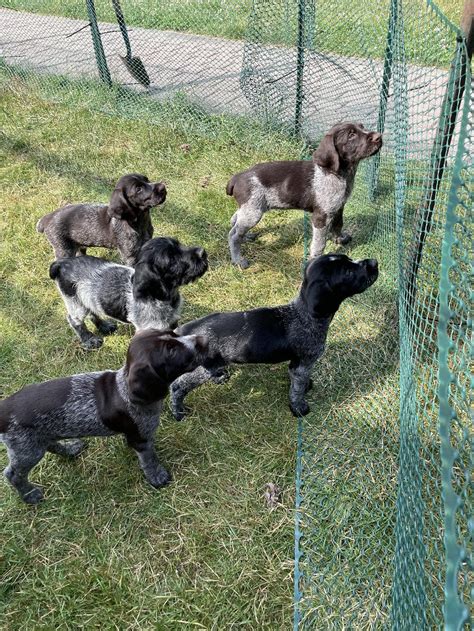 German Wirehair Pointer German Wirehair Pointer