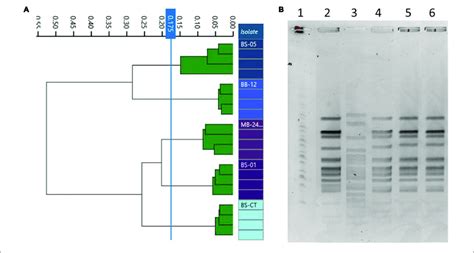 Comparison Of Fourier Transform Infrared Ftir And Pulsed Field Gel Download Scientific