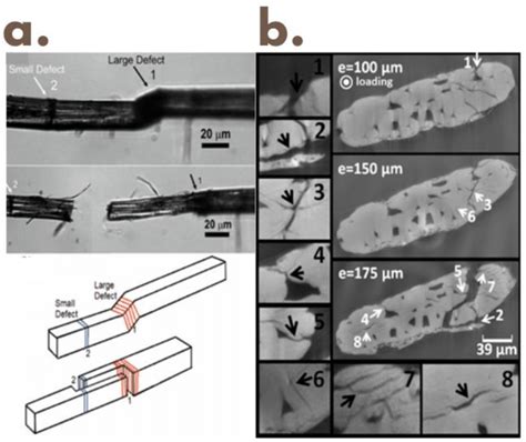 A Fracture Behaviour Of Flax Unitary Fibres From An Optical