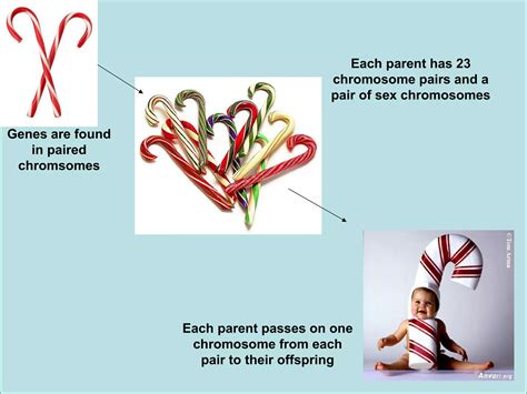Balanced Translocation Ppt