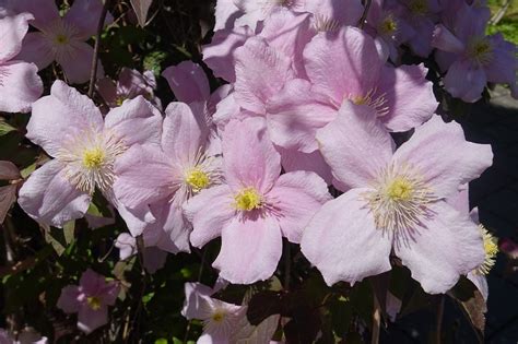 春天 开花 Pixabay上的免费照片 Pixabay
