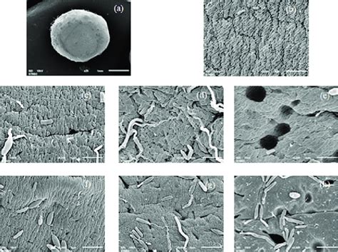 Sem Images Microstructure Of The Alginate Beads After Exposure To Sgi Download Scientific
