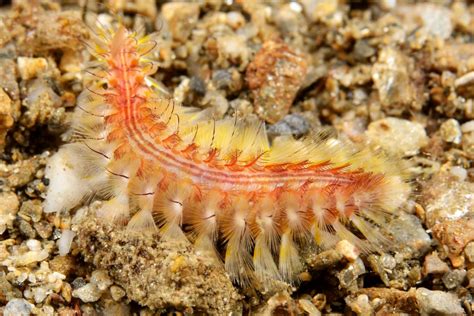 Chloeia Fusca Dark Lined Fire Worm The Three P Underwater Macro