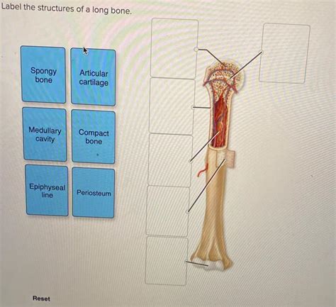 Solved Label The Structures Of A Long Bone Spongy Bone
