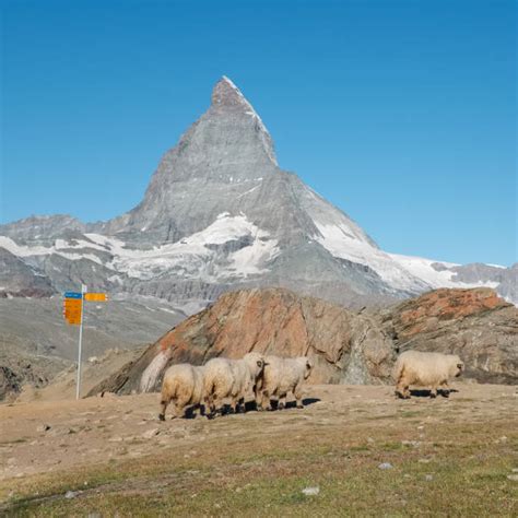 230개 이상의 Valais Blacknose 이미지 스톡 사진 그림 및 Royalty Free 이미지 Istock