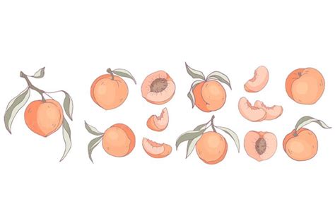 Set Of Ripe Peach Fruits Pieces Of Summer Fruit