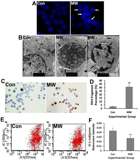 Hoechst Staining A And Tem Observation B Examination Of Chromatin