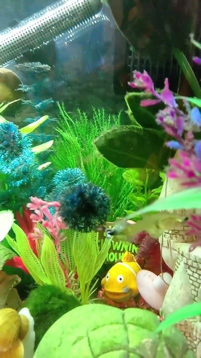Tropical Fish Youtube
